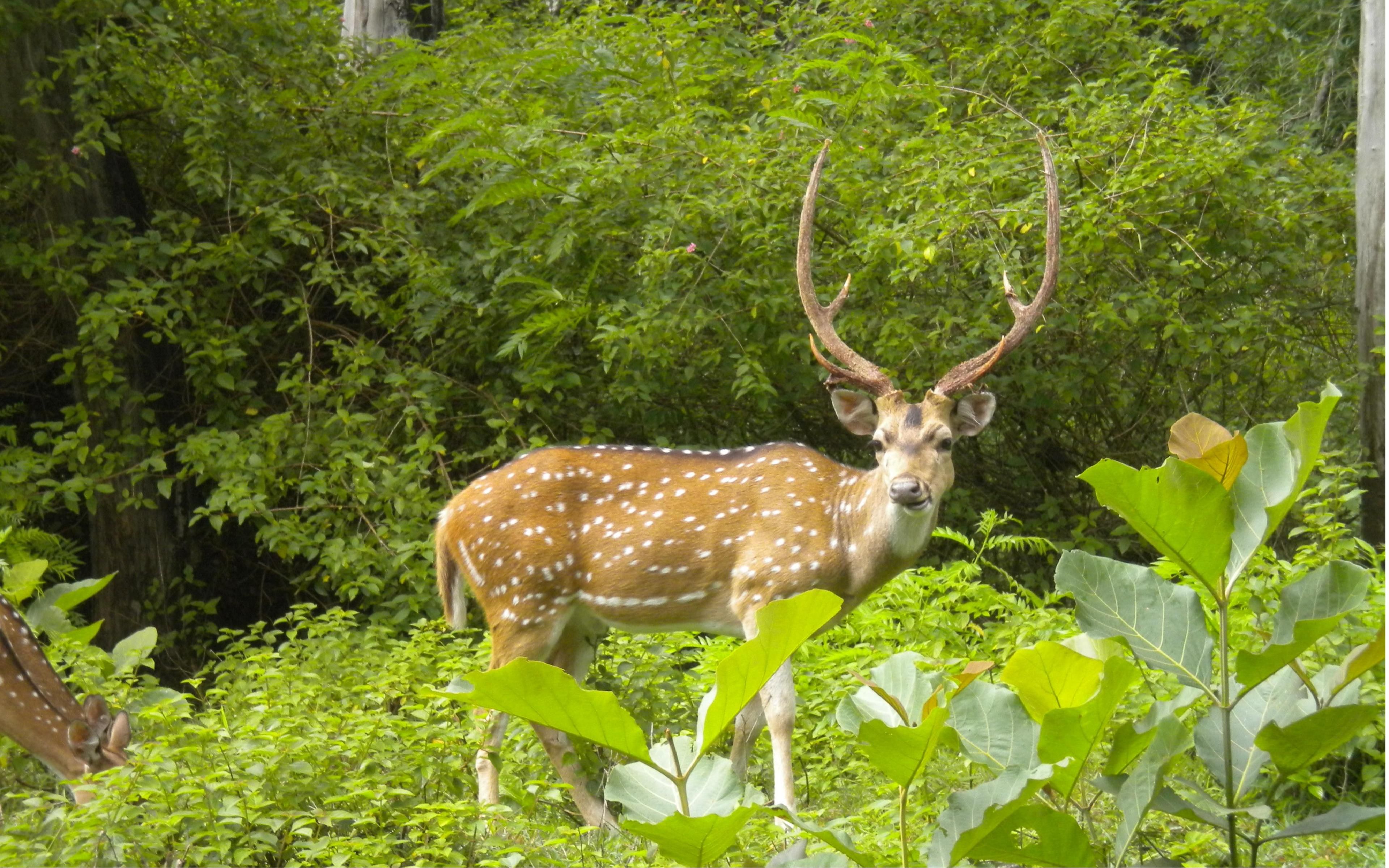 Assam wallpapers | Kaziranga National Park | Deer in Kaziranga National ... Assam wallpapers | Kaziranga National Park | Deer in Kaziranga National ...