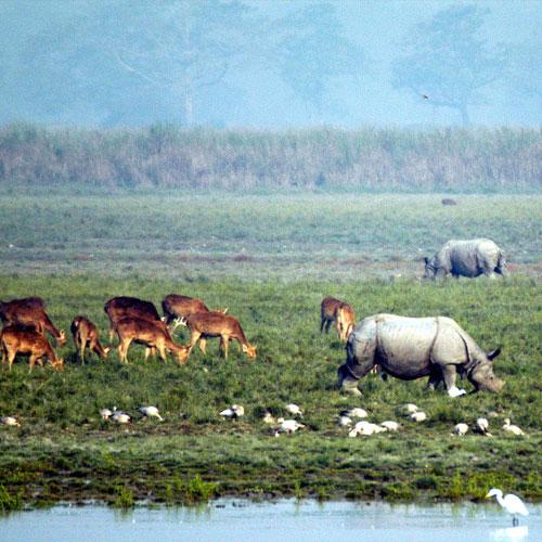 Fondos De Pantalla De Assam Kaziranga Kaziranga National Park